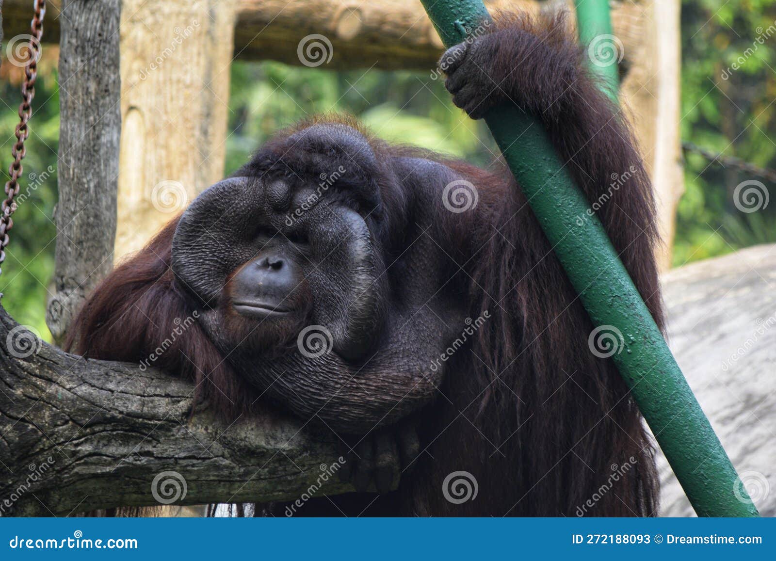 Monkey at the zoo stock image. Image of bear, chimpanzee - 272188093