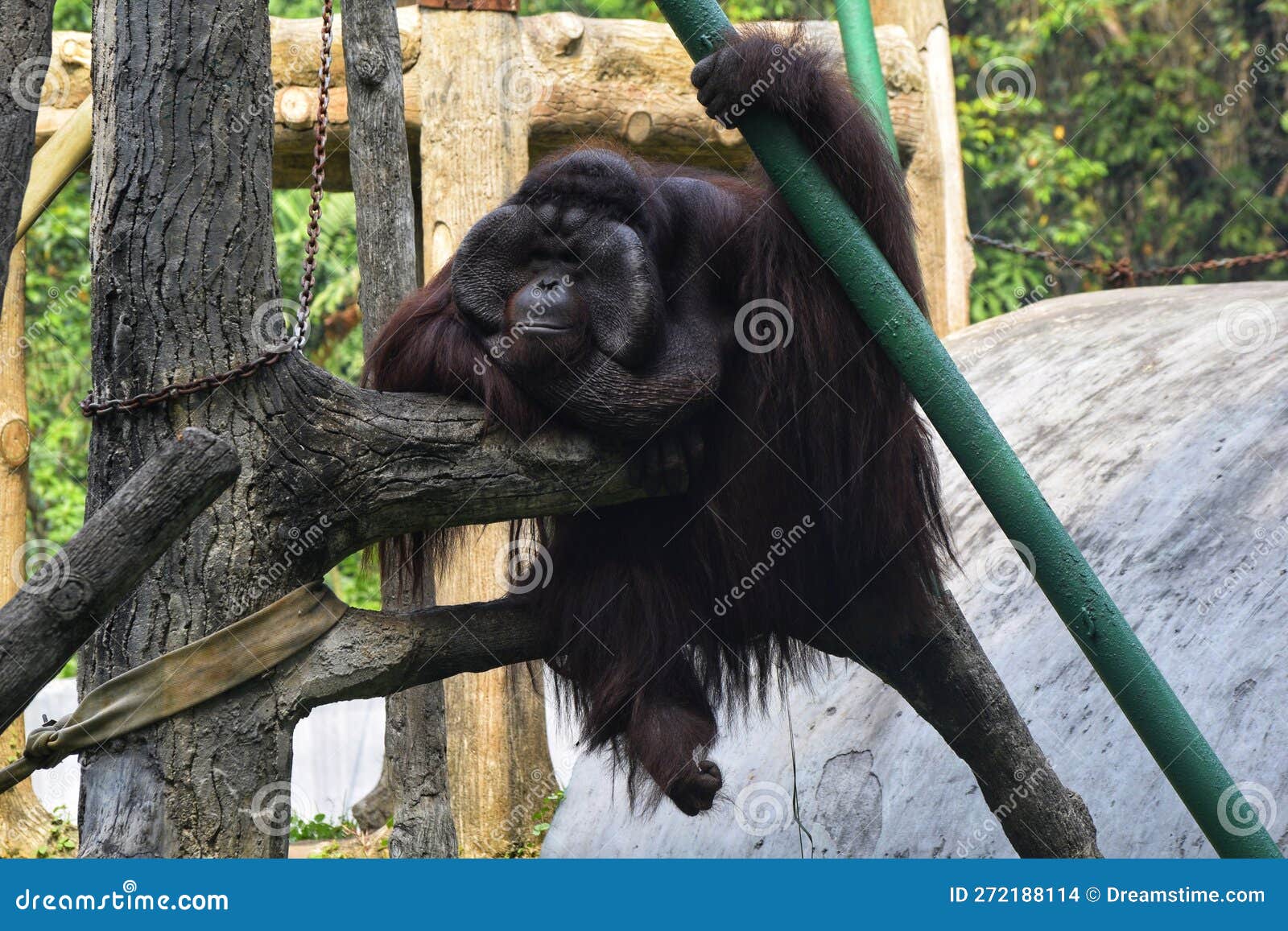Monkey at the zoo stock photo. Image of looking, creature - 272188114