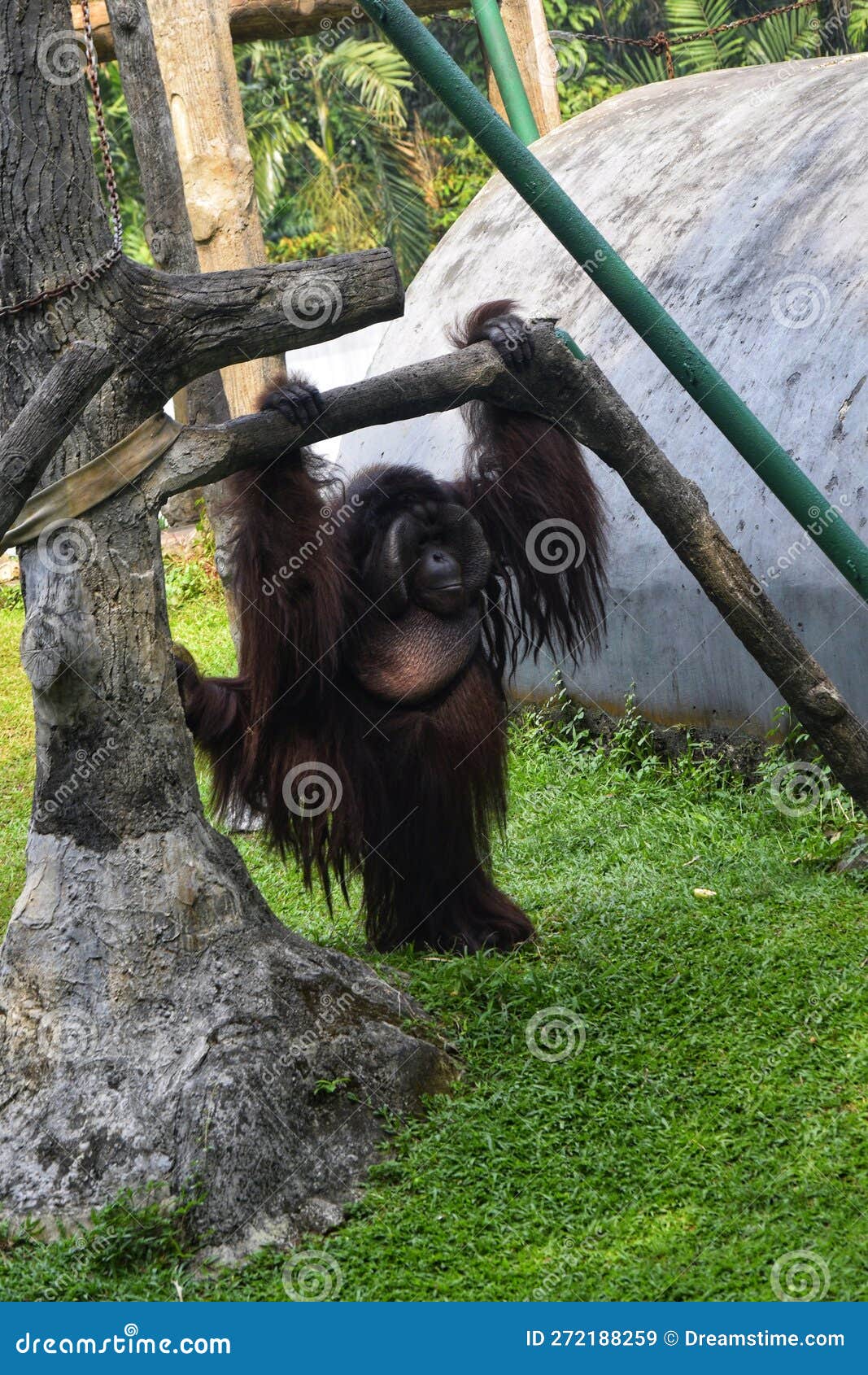 Monkey at the zoo stock image. Image of safari, animal - 272188259