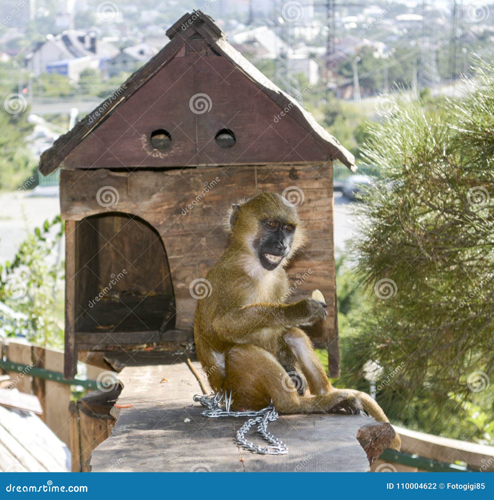 Monkey in the Zoo. Small Brown Monkey. Stock Photo - Image of looking ...
