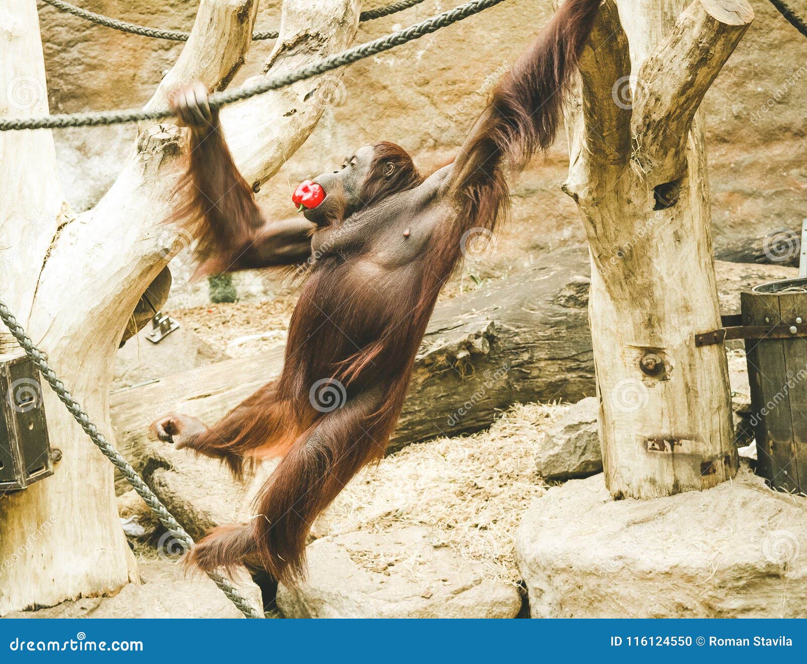 A Jumping Monkey in the Zoo. Stock Photo - Image of asia, animals ...