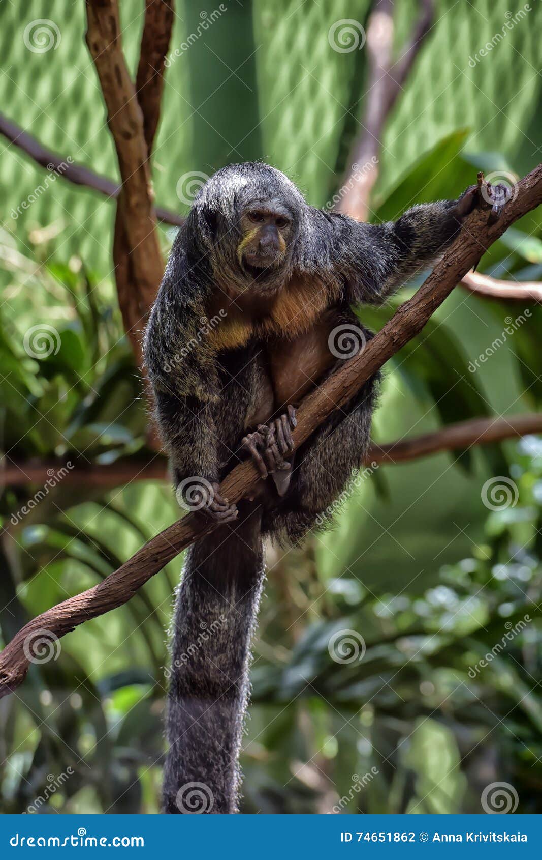 Monkey in the zoo stock photo. Image of central, lion - 74651862