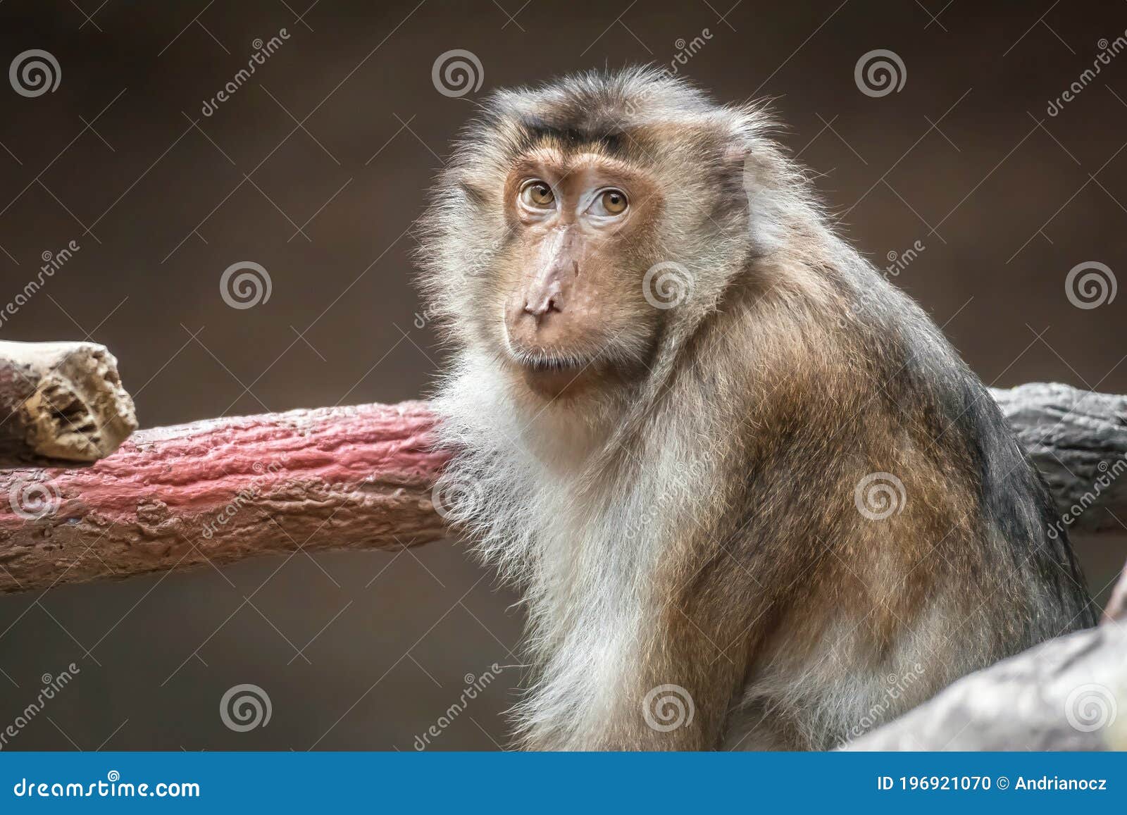 Monkey in Zoological Garden Stock Photo - Image of primate, zoological ...