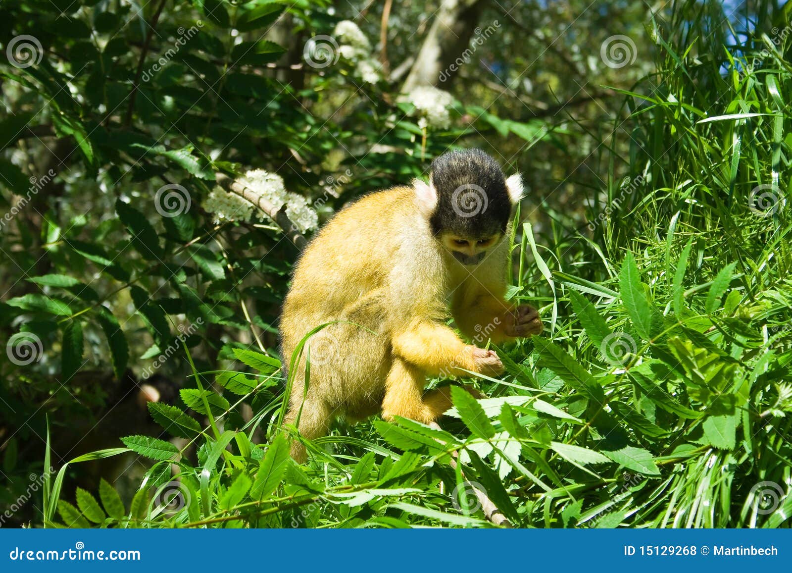 Monkey2 stock photo. Image of creature, african, mammals - 15129268