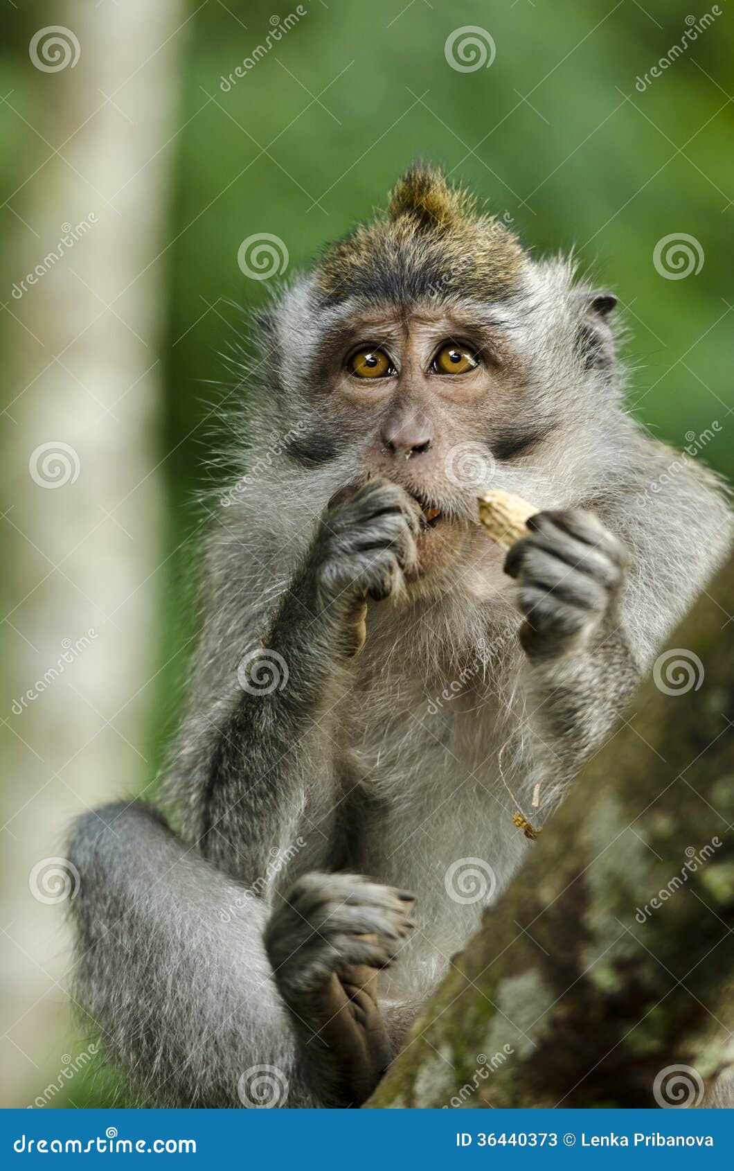 MonkeyBali1 image stock. Image du amusement, singe, indonésie - 36440373