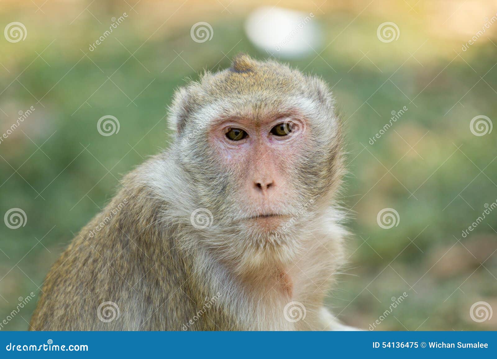 Monkeyface Photos - Free & Royalty-Free Stock Photos from Dreamstime