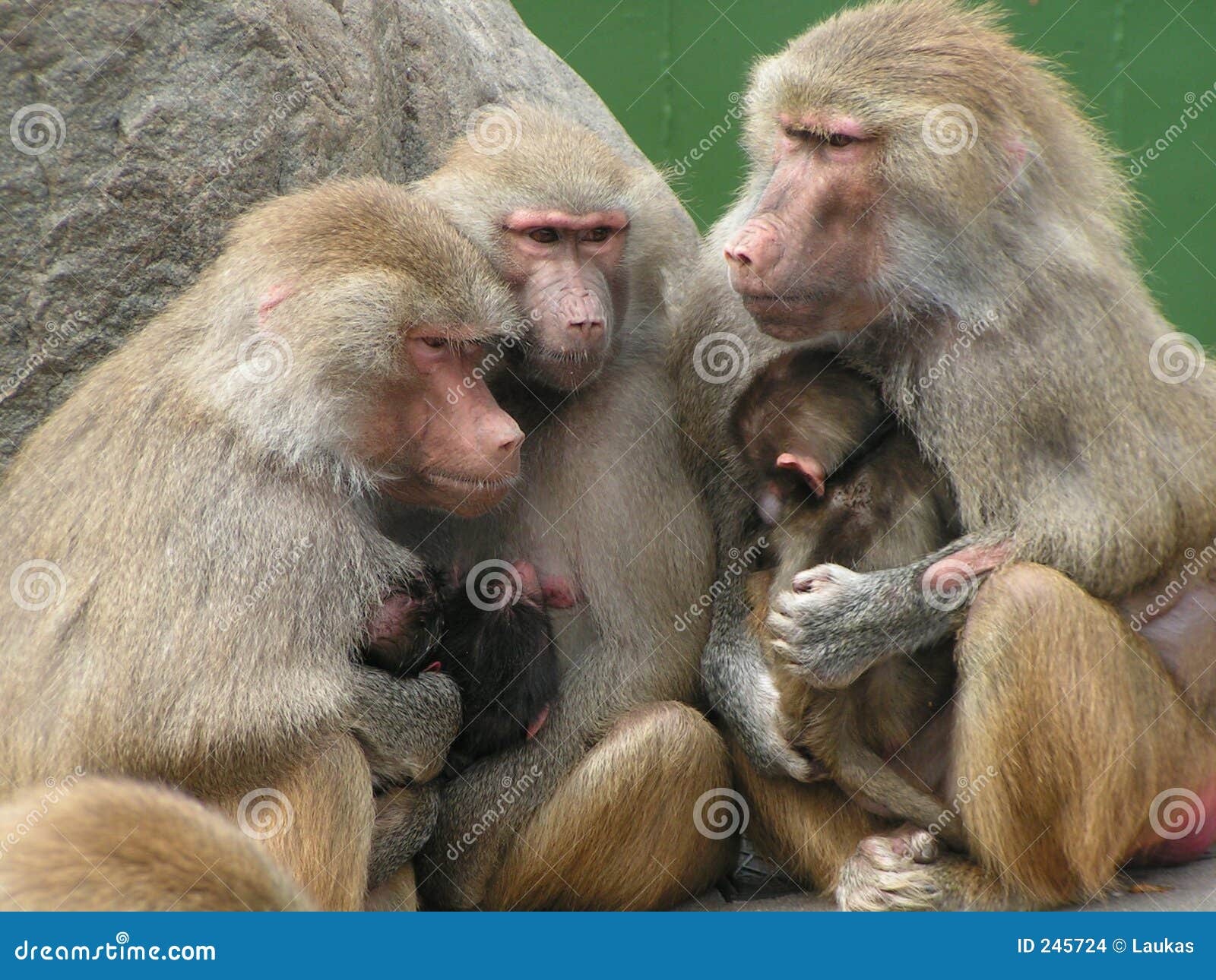 Monkeyfamily stock photo. Image of family, meeting, baby - 245724