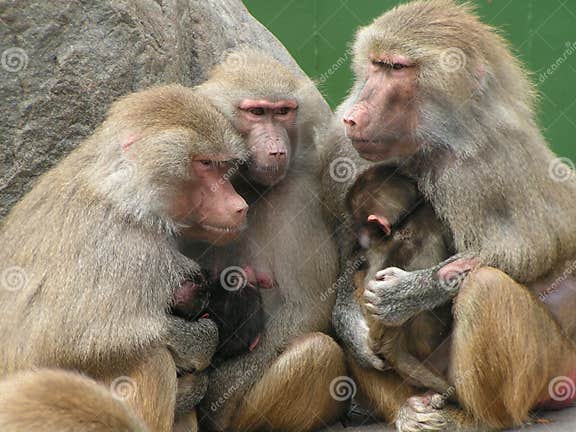Monkeyfamily stock photo. Image of family, meeting, baby - 245724