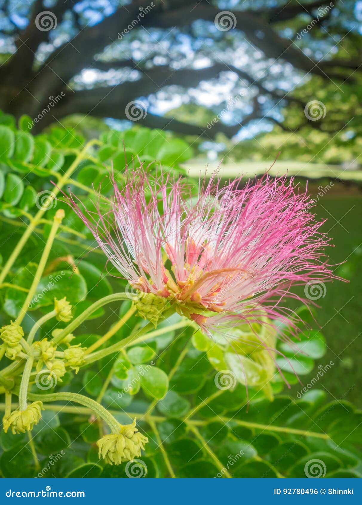 Monkeypod flower stock photo. Image of saman, rain, blossom - 92780496