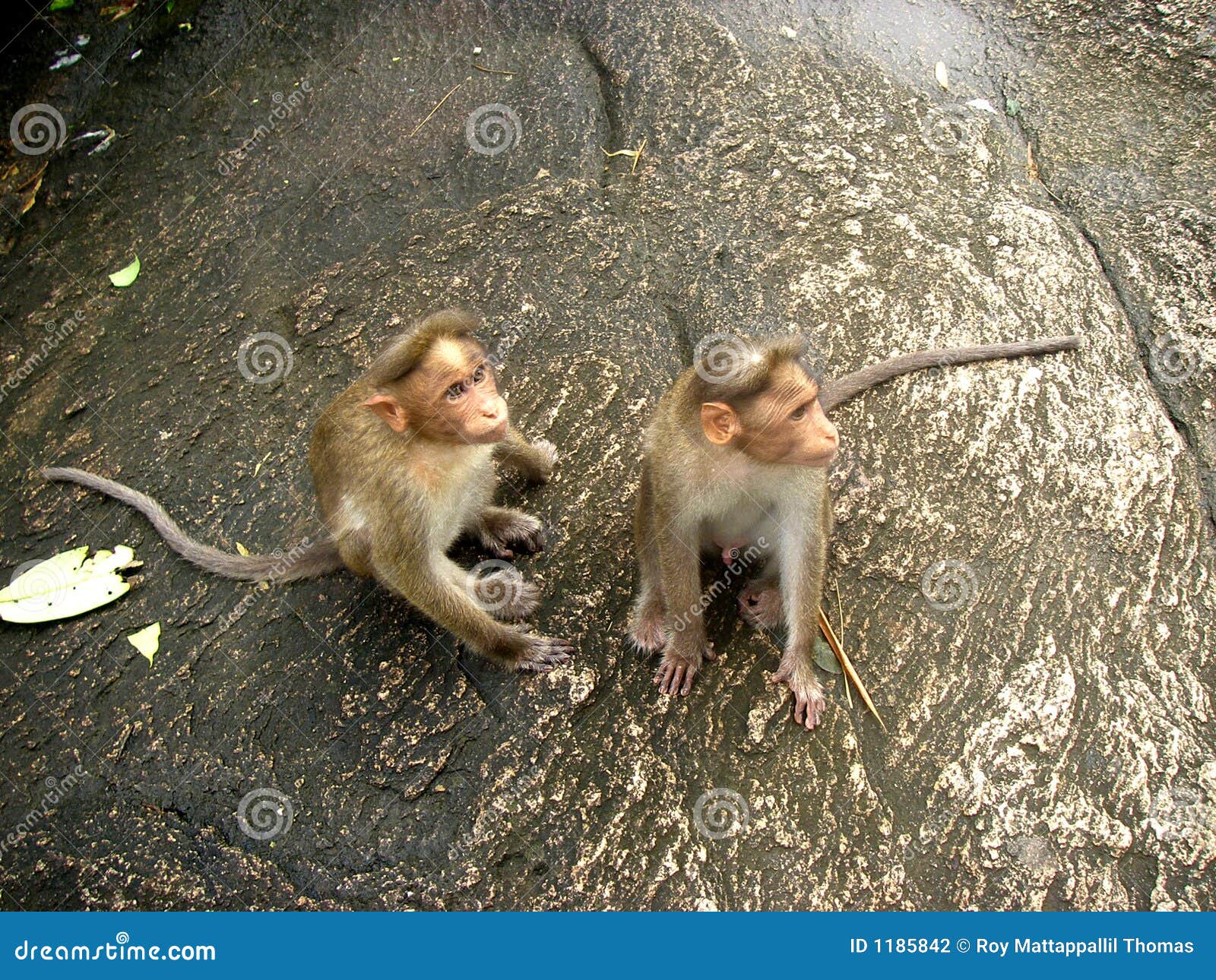 Monkeys stock photo. Image of monkeys, wild, together - 1185842