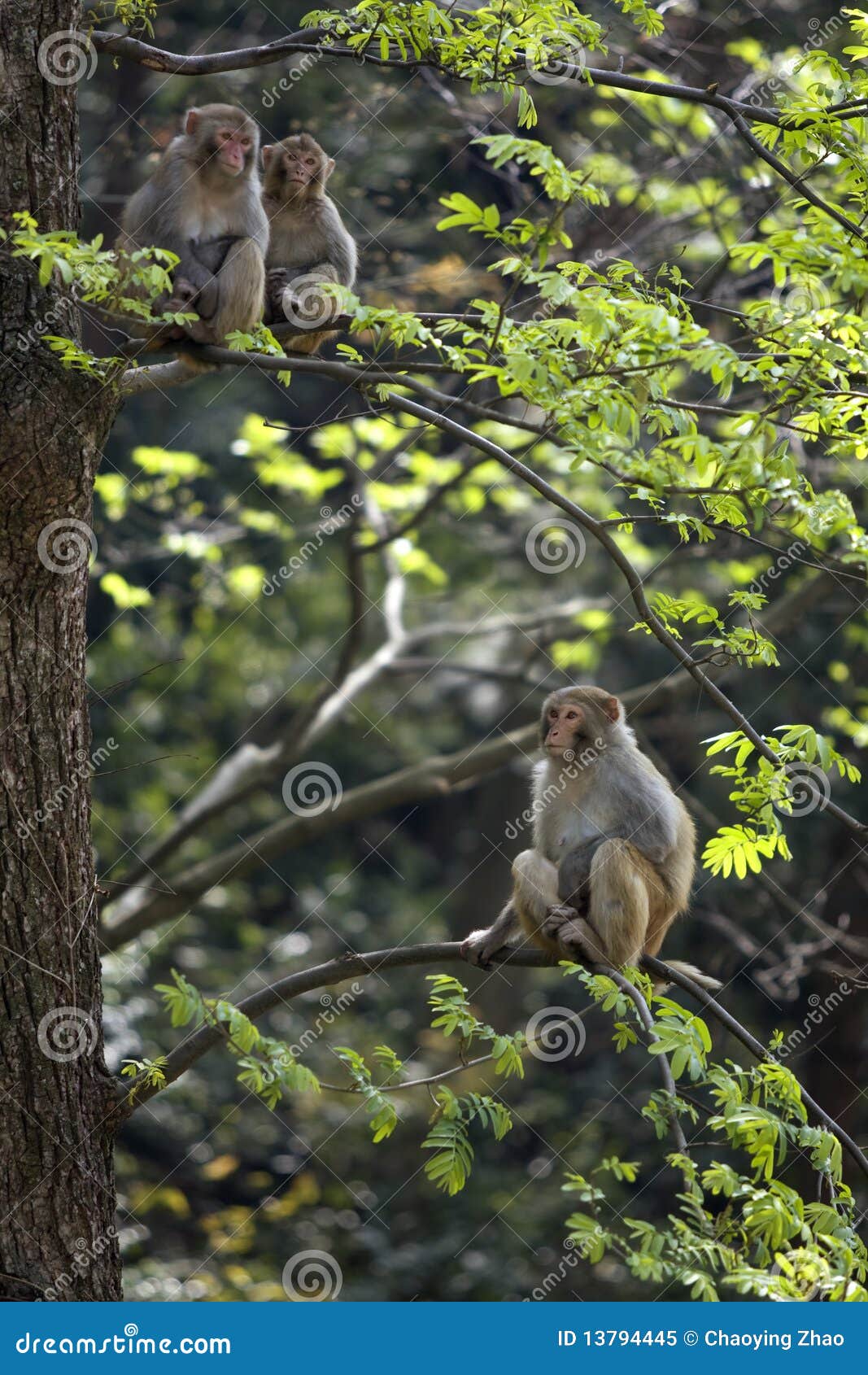 Monkeys stock image. Image of wild, animals, plant, tree - 13794445