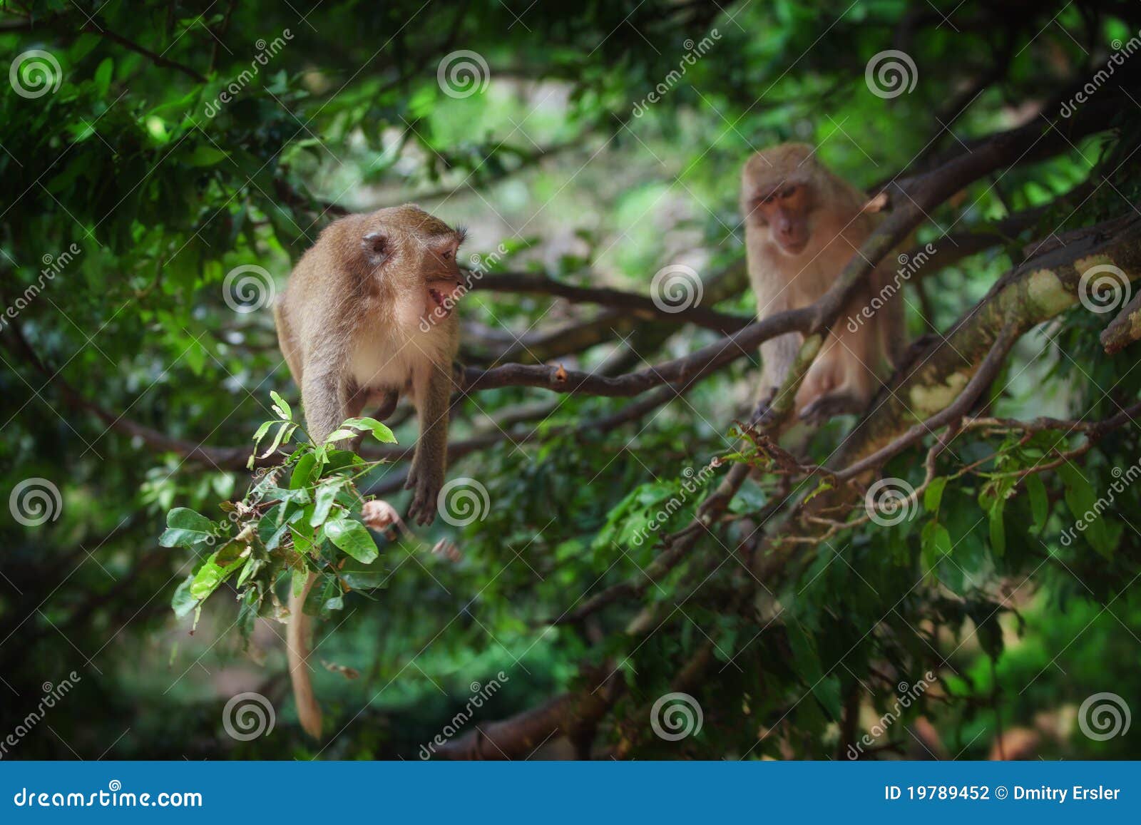 Monkeys stock photo. Image of macaque, mammal, primitive - 19789452