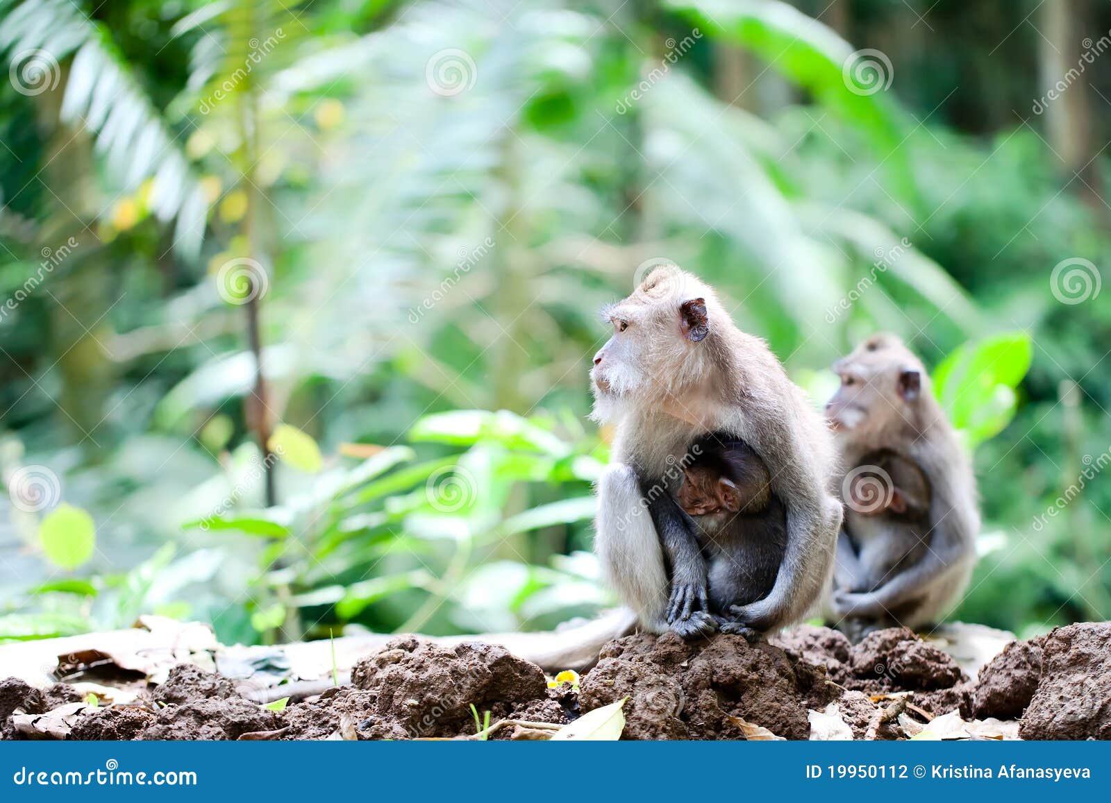 Monkeys stock photo. Image of monkey, parent, horizontal - 19950112