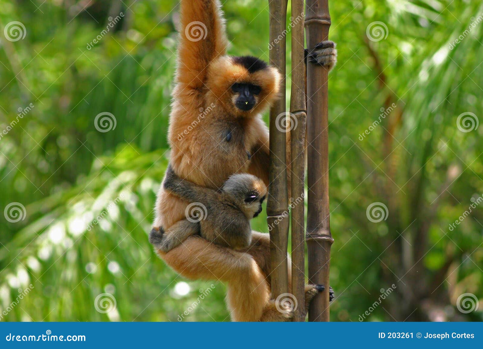 Monkeys stock image. Image of exotic, evolution, safari - 203261
