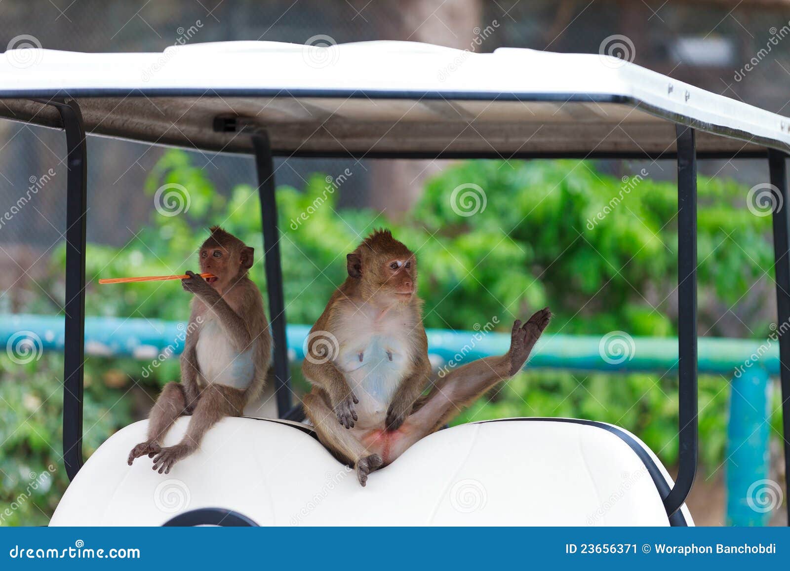 Monkeys stock image. Image of national, primate, lying - 23656371