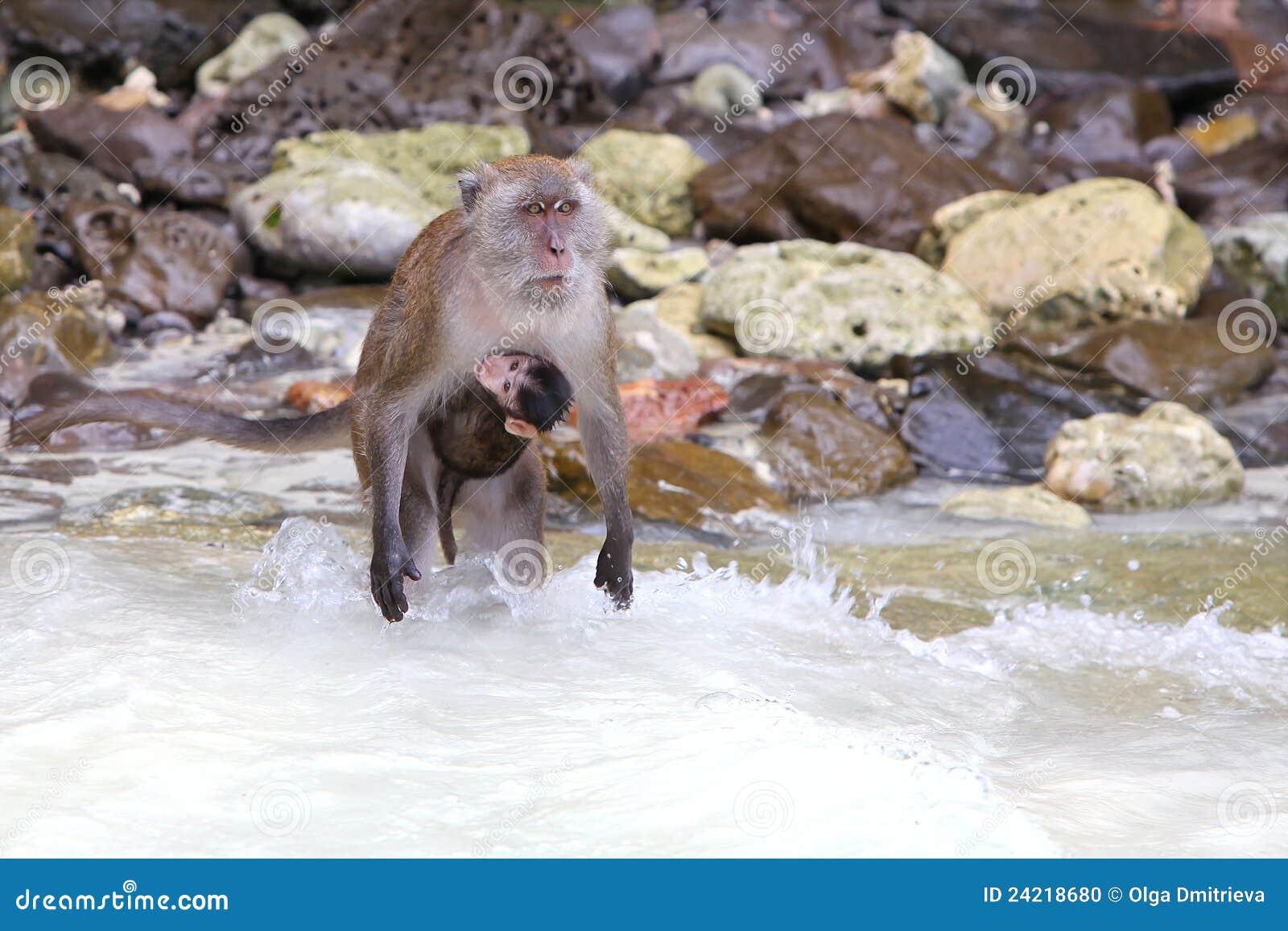 Monkeys stock photo. Image of nature, funny, primitive - 24218680