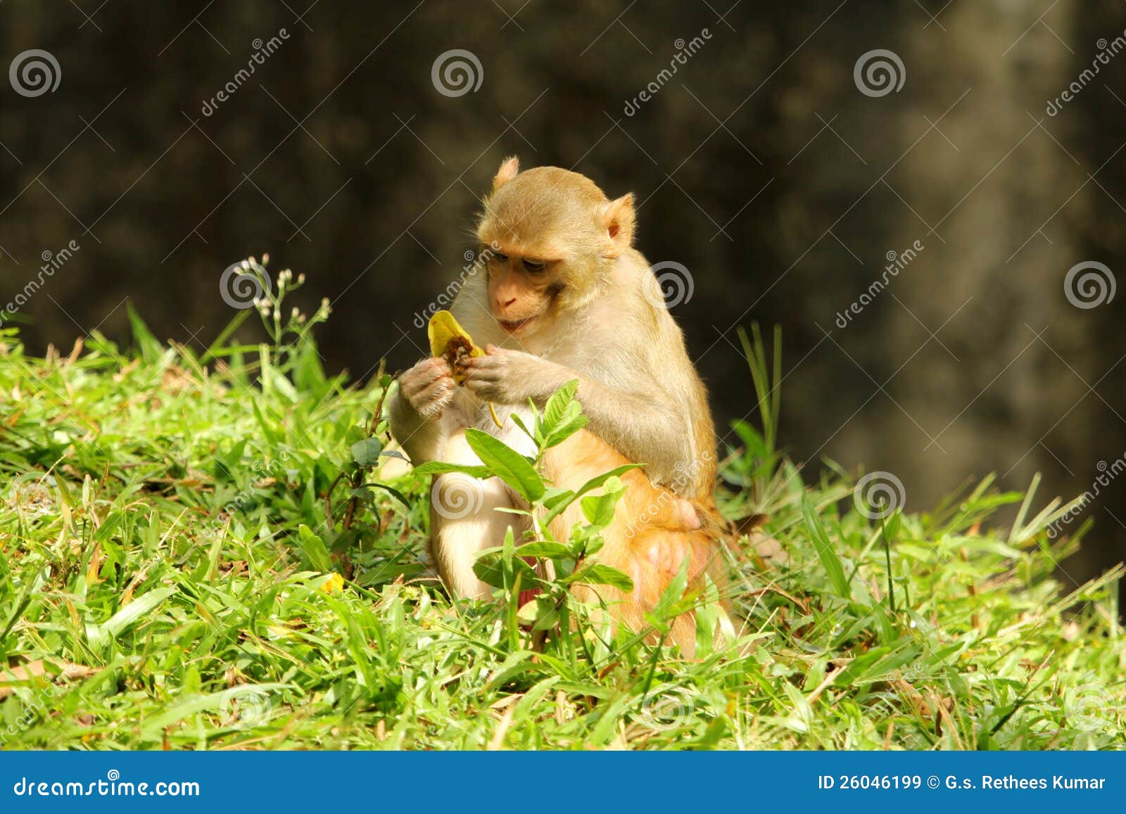 Monkeys stock image. Image of observing, monkeys, leaf - 26046199