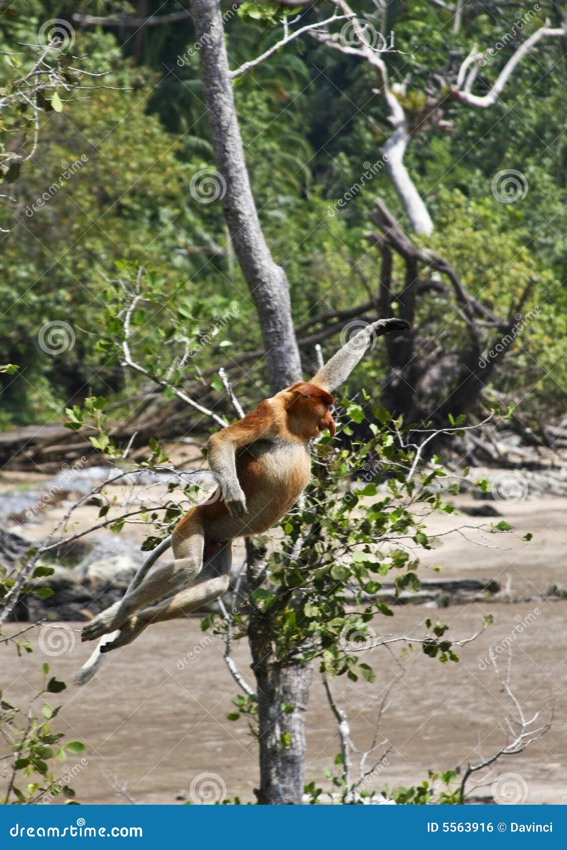 Monkeys stock photo. Image of nature, tree, mangroves - 5563916