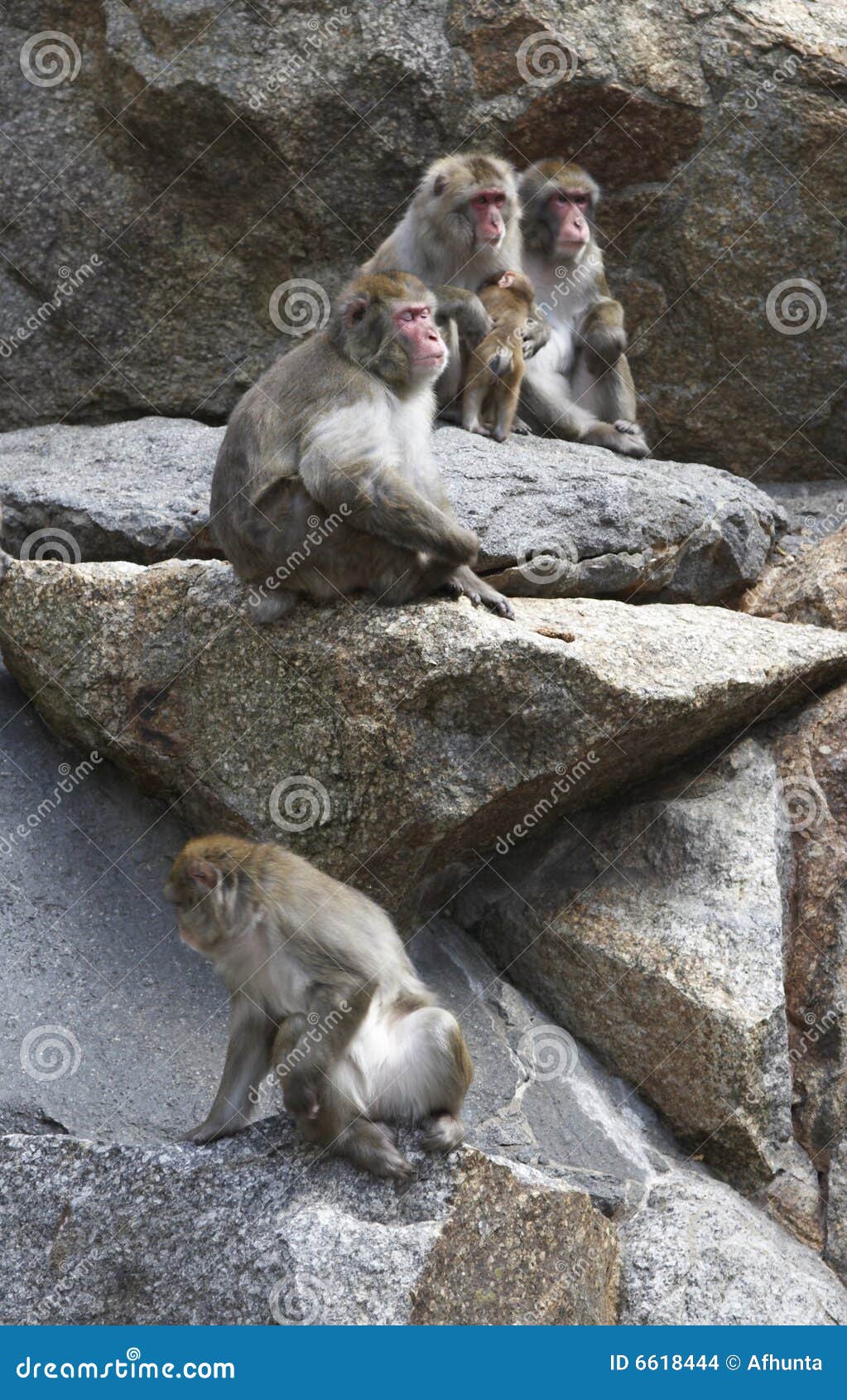 Monkeys stock photo. Image of monkey, herd, resting, animals - 6618444