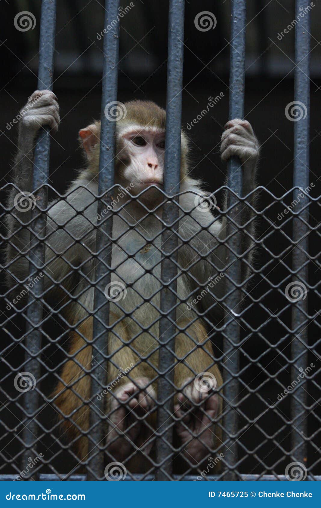 Monkeys stock image. Image of protect, scarcity, imprisoned - 7465725