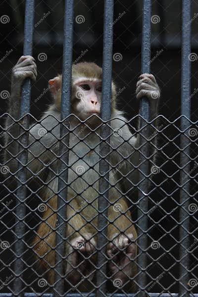 Monkeys stock image. Image of protect, scarcity, imprisoned - 7465725