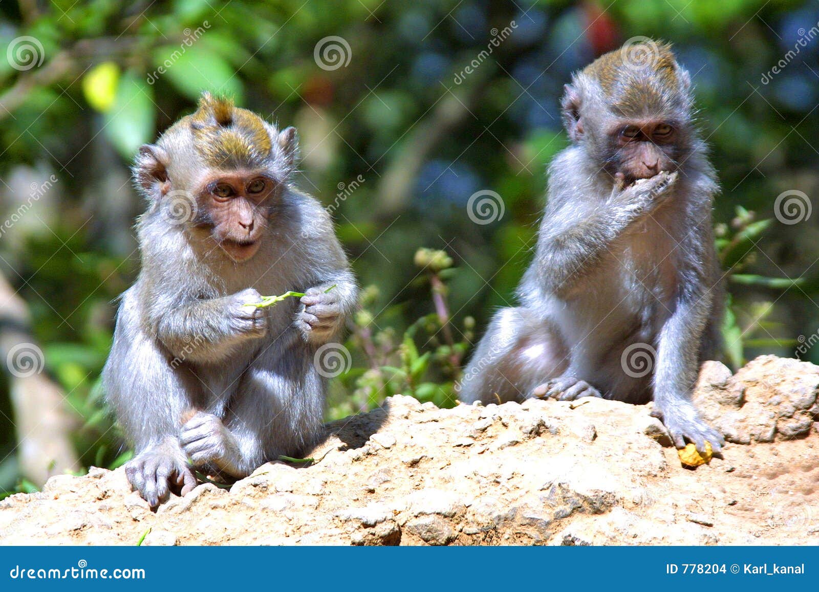 Monkeys stock photo. Image of travel, peanut, outdoor, twain - 778204