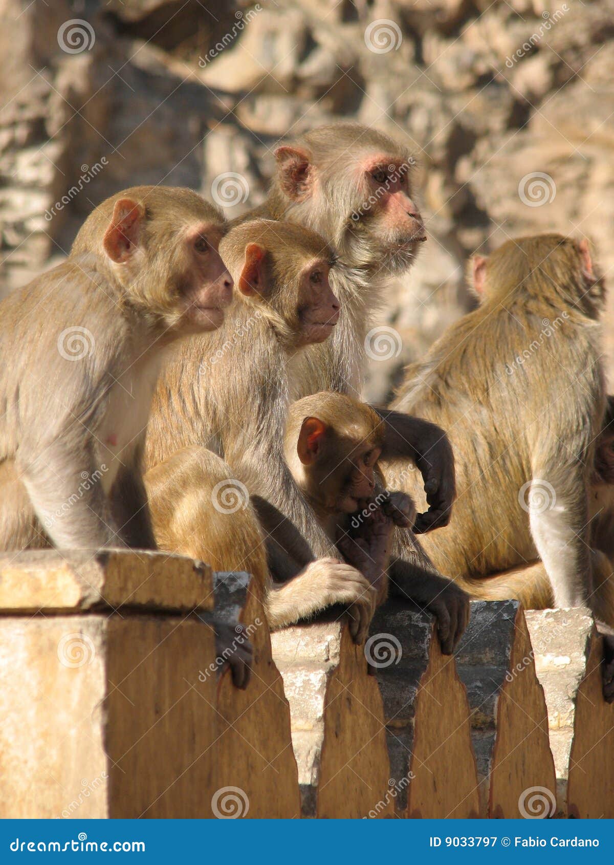 Monkeys stock image. Image of secrecy, expression, observing - 9033797