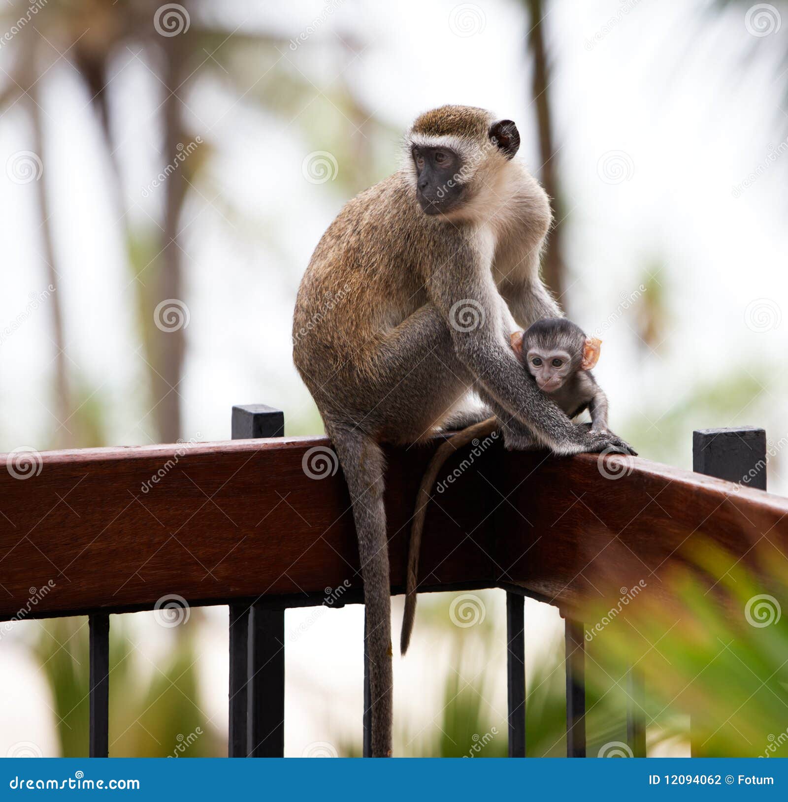 Monkeys in Africa stock photo. Image of young, baby, monkey - 12094062