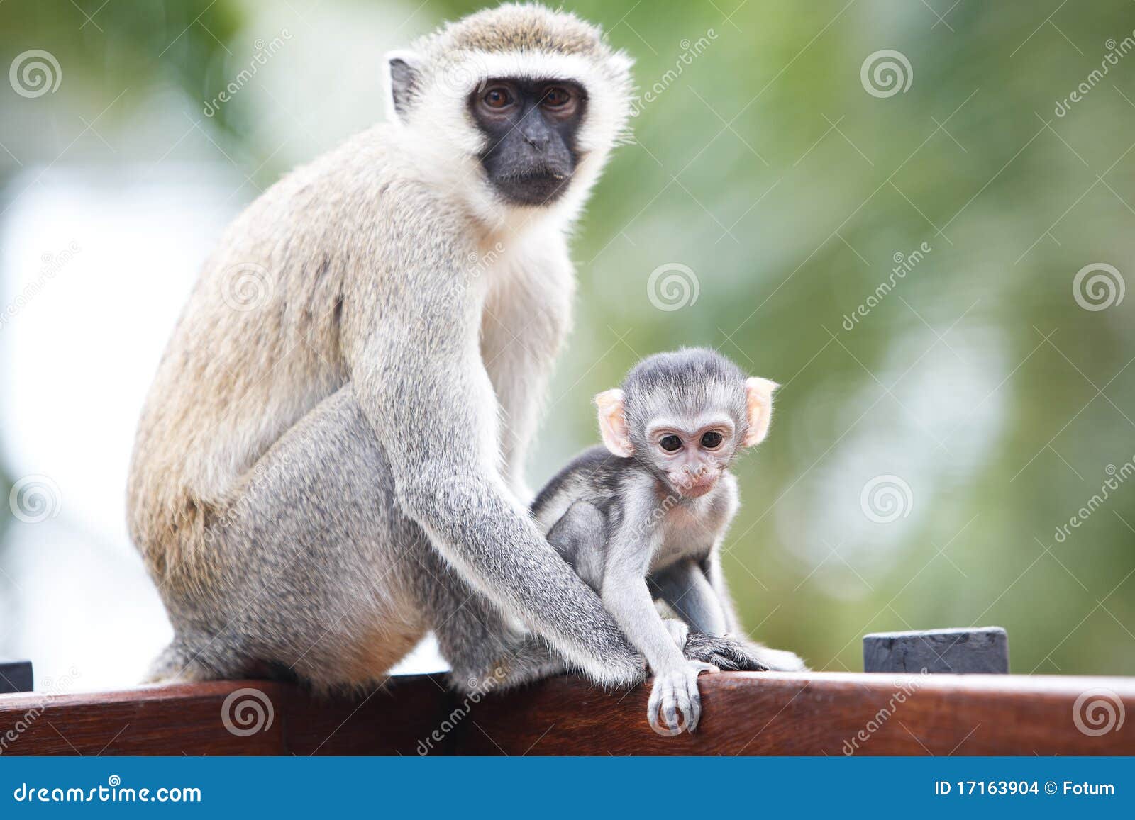 Monkeys In Africa Stock Images - Image: 17163904