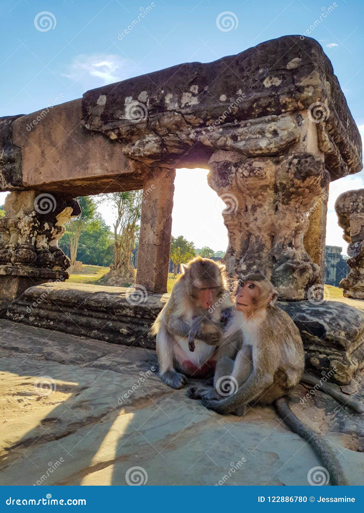Monkeys at the Angkor Wat Complex Stock Photo - Image of temple, mammal ...