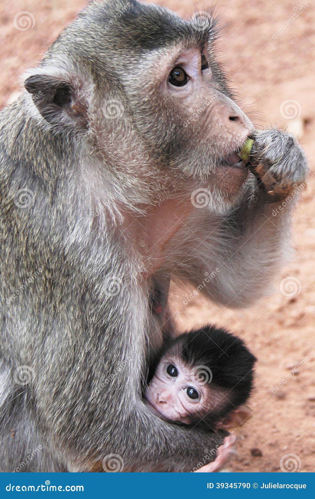Monkeys stock photo. Image of manger, mammals, animals - 39345790