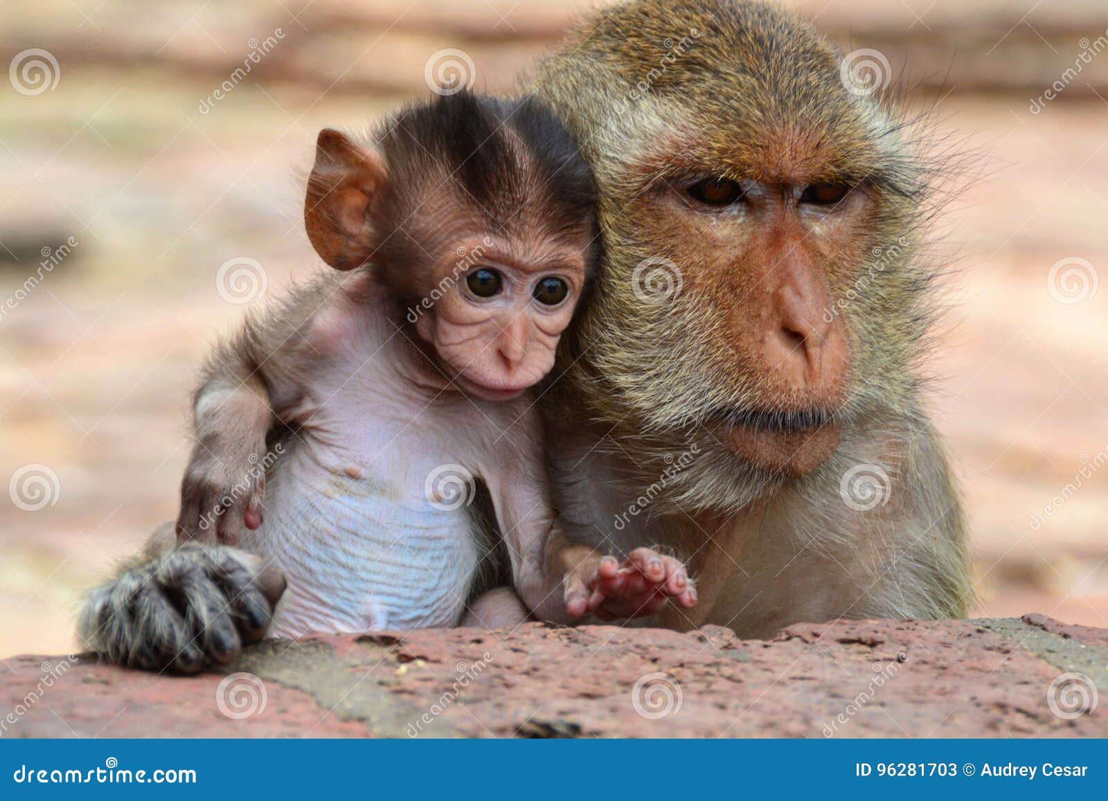 Bébé singe et sa mère stock image. Image of wildlife - 96281703