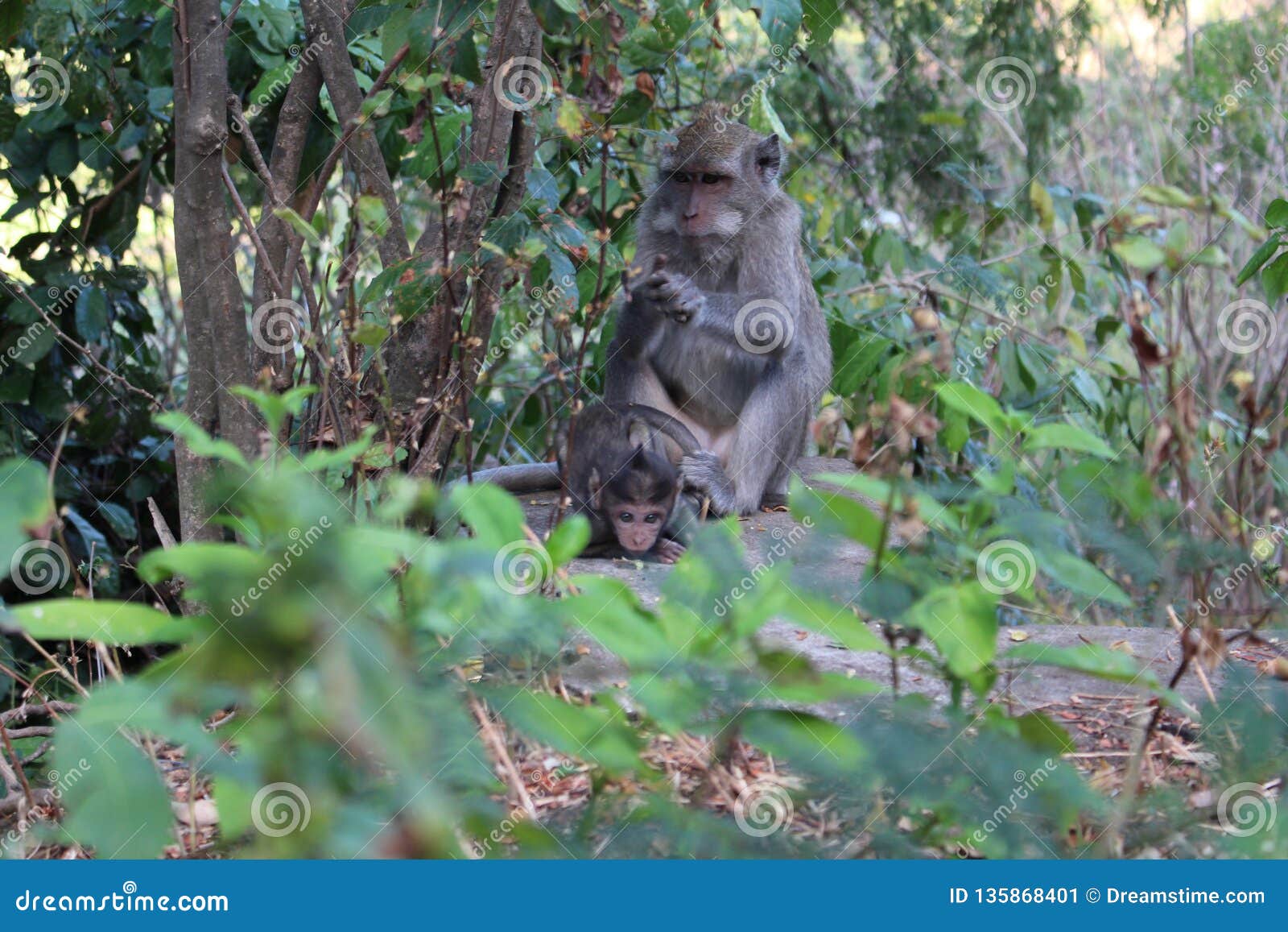 Monkeys in Bali, Indonesia. Stock Image - Image of beauty, asia: 135868401