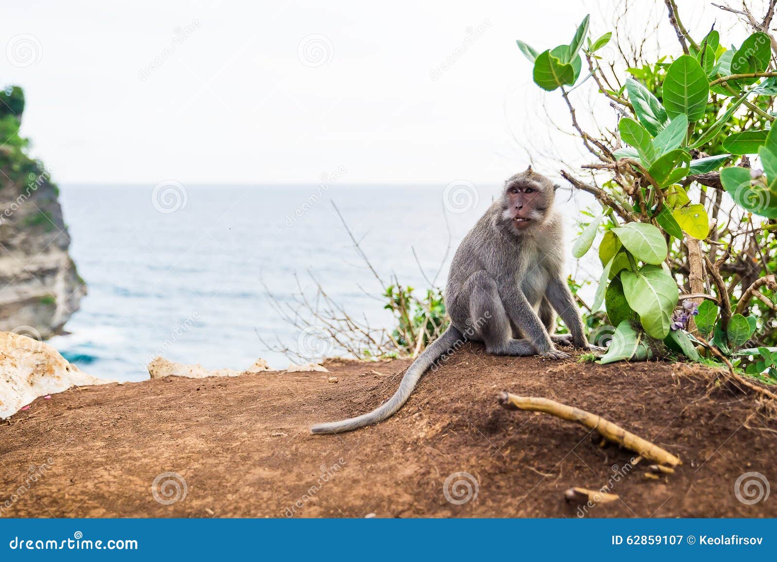 Monkeys in Bali stock image. Image of wild, tropical - 62859107