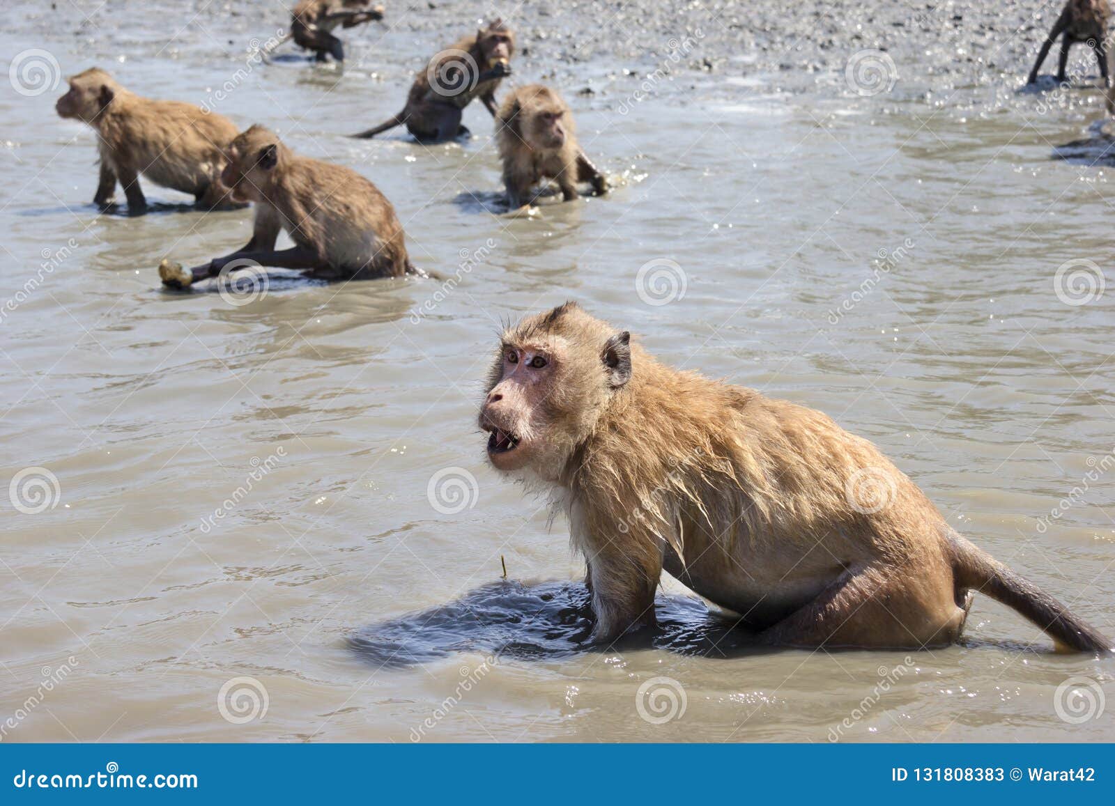 Monkeys on the Beach, Thailand Stock Image - Image of nature, forest ...