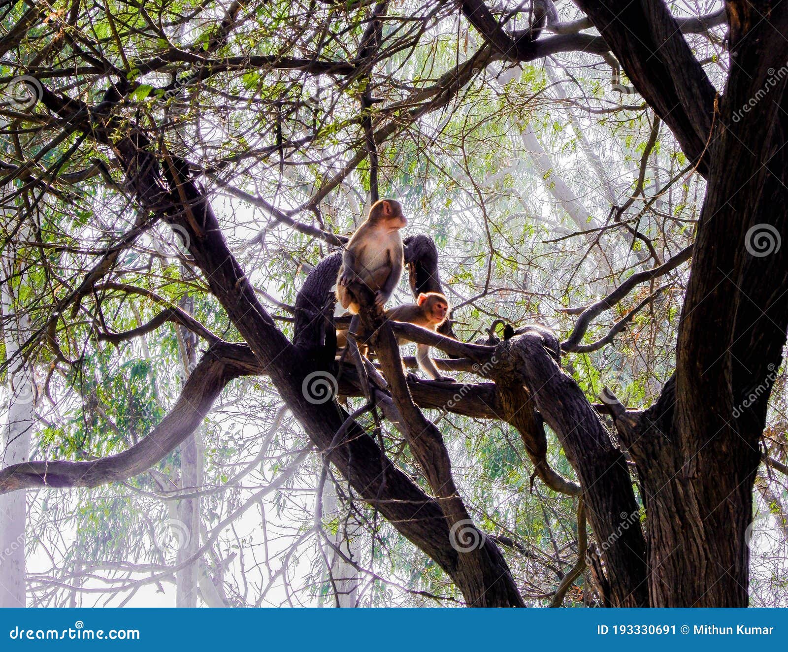 3 Monkeys stock image. Image of forest, beautiful, brown - 193330691