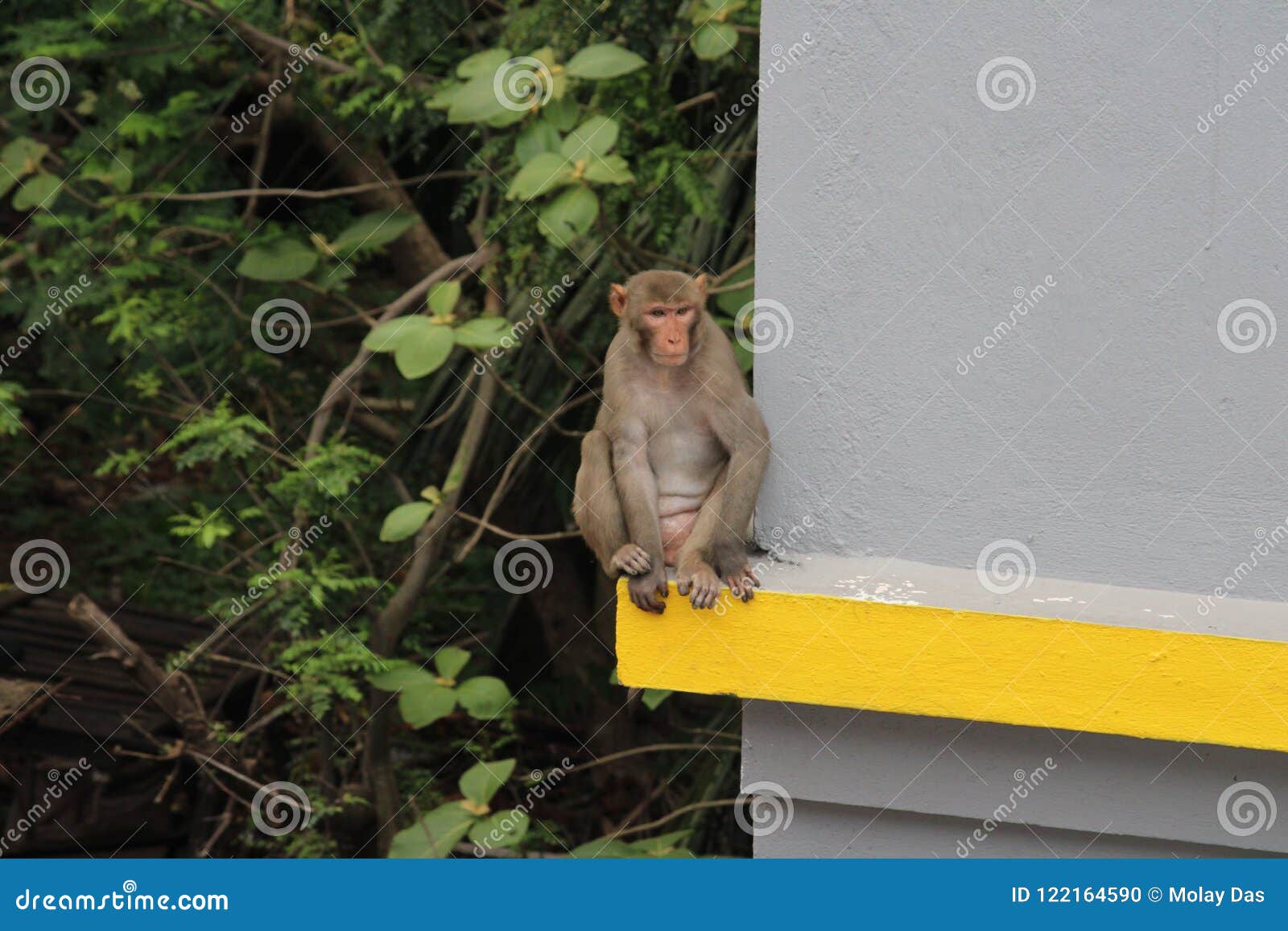 Monkeys Behaviour and Balance Stock Photo - Image of wild, balance ...