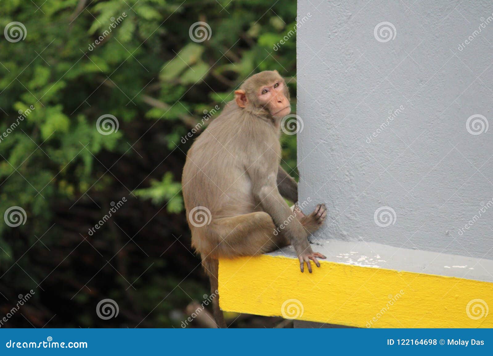 Monkeys Behaviour and Balance Stock Photo - Image of house, balance ...