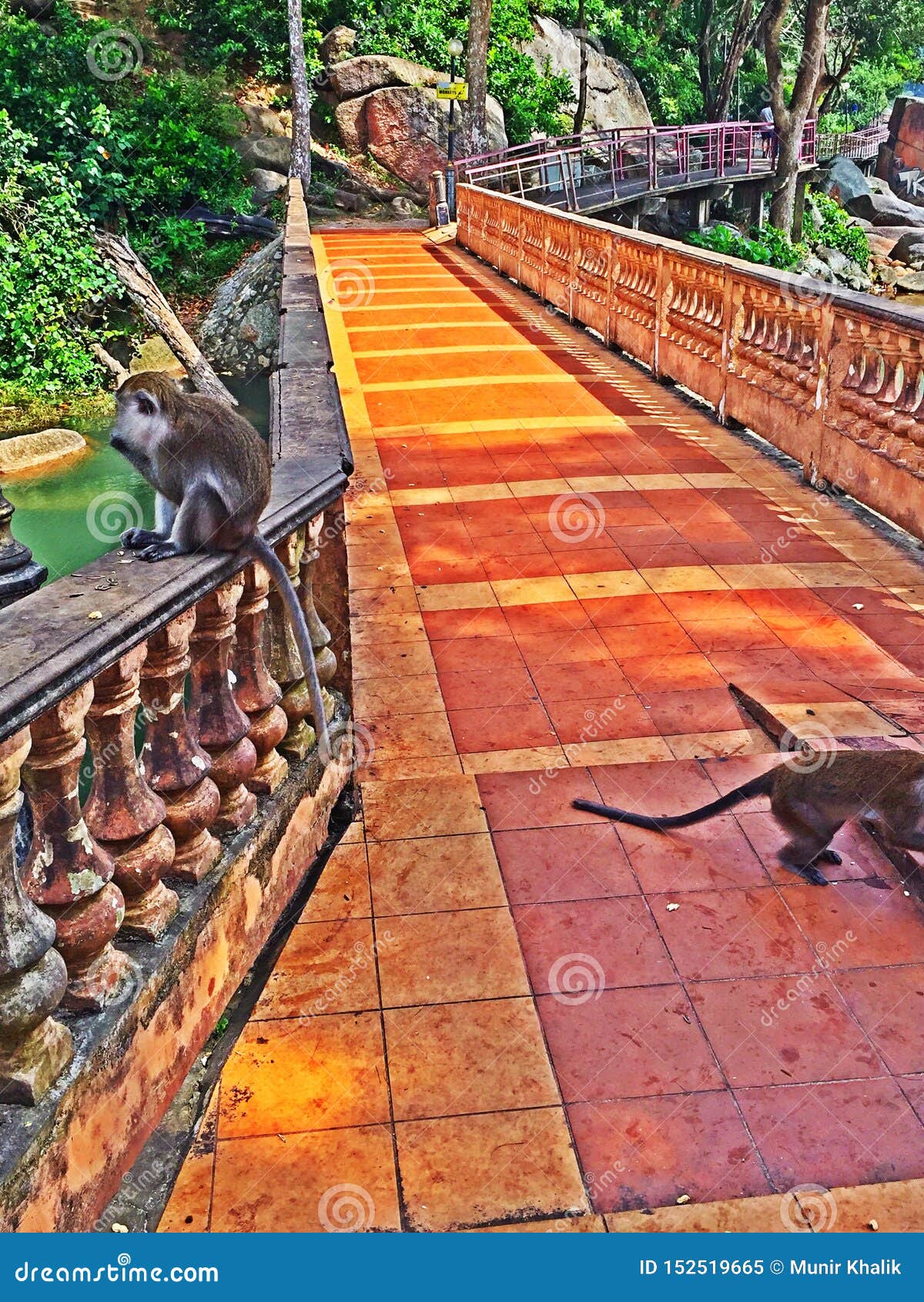 Monkeys stock image. Image of bridge, monkeys, wildlife - 152519665