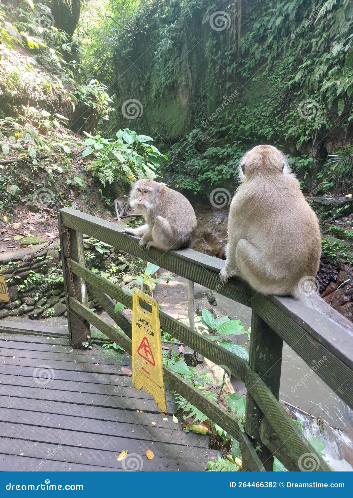 Monkeys Bridge @monkey Forest Stock Photo - Image of flower, wildlife ...