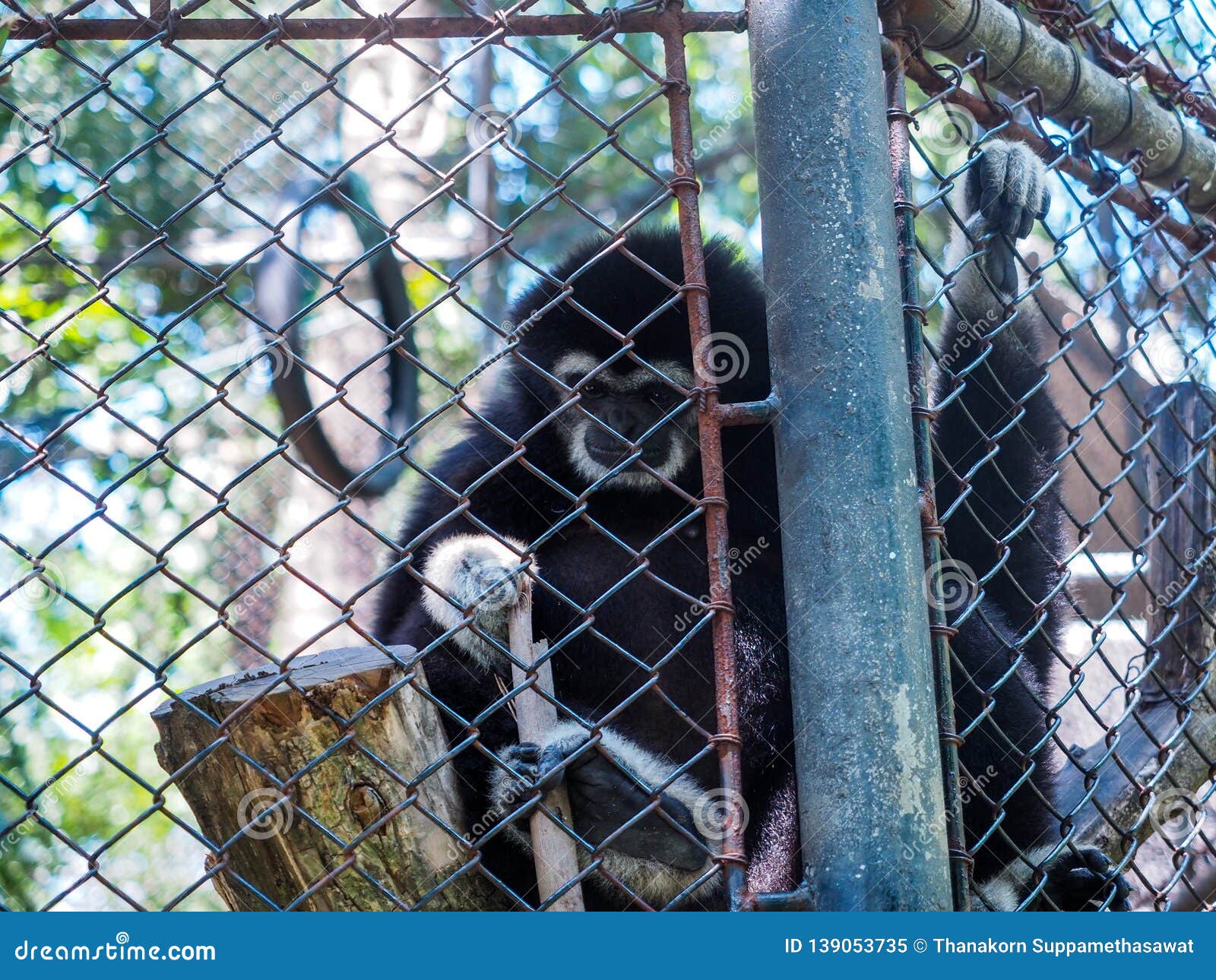 The Monkeys in a Cage. Zoo is a Hell for Animals Stock Image - Image of ...