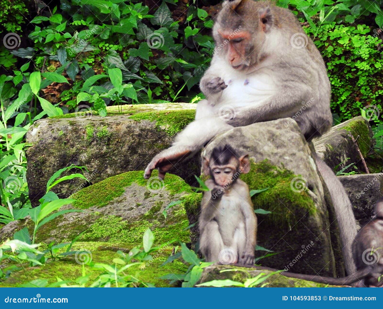 Monkeys stock image. Image of monkeys, cambodia, family - 104593853