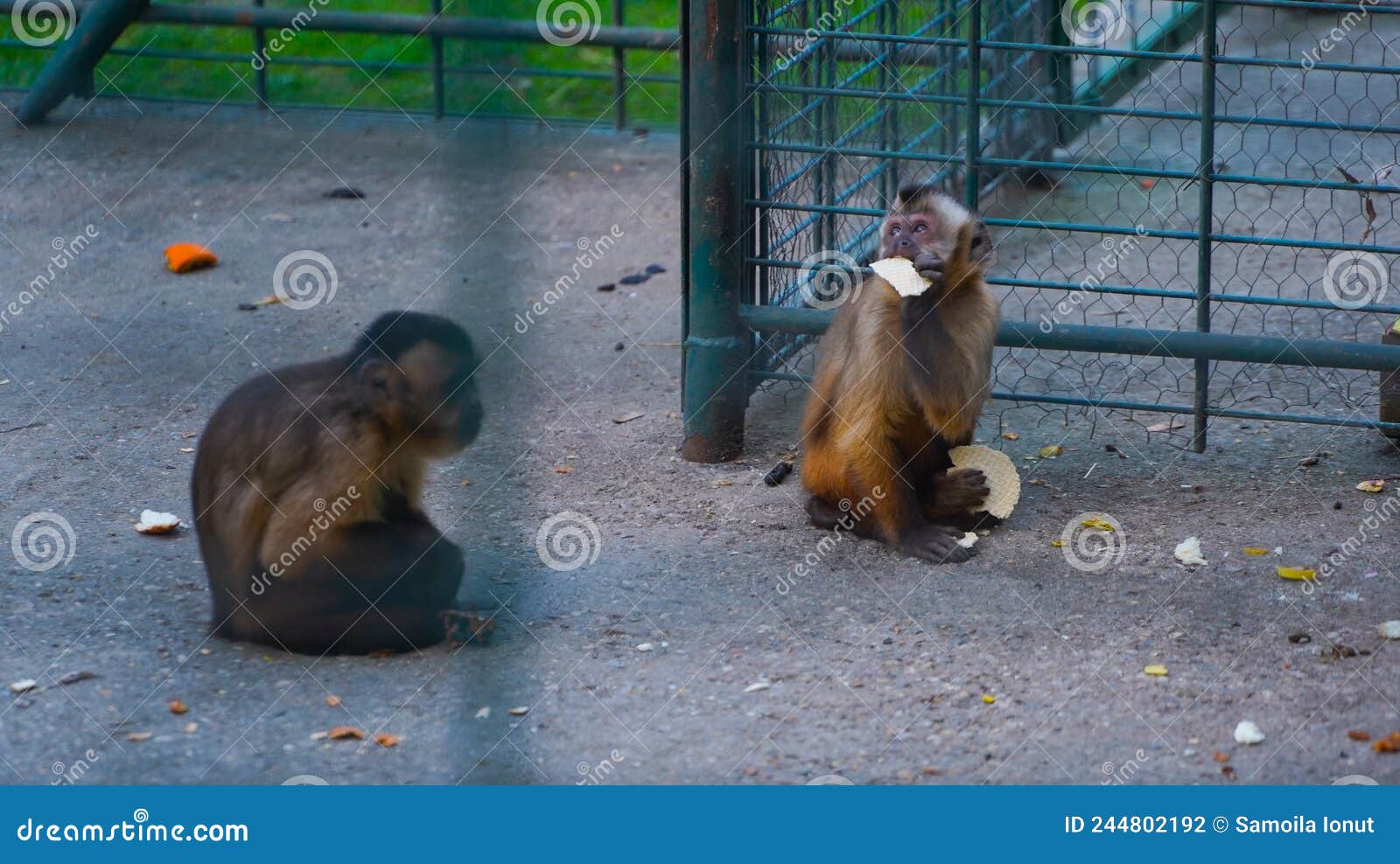 Monkeys in Captivity at a Zoo. Photo during the Day. Stock Photo ...
