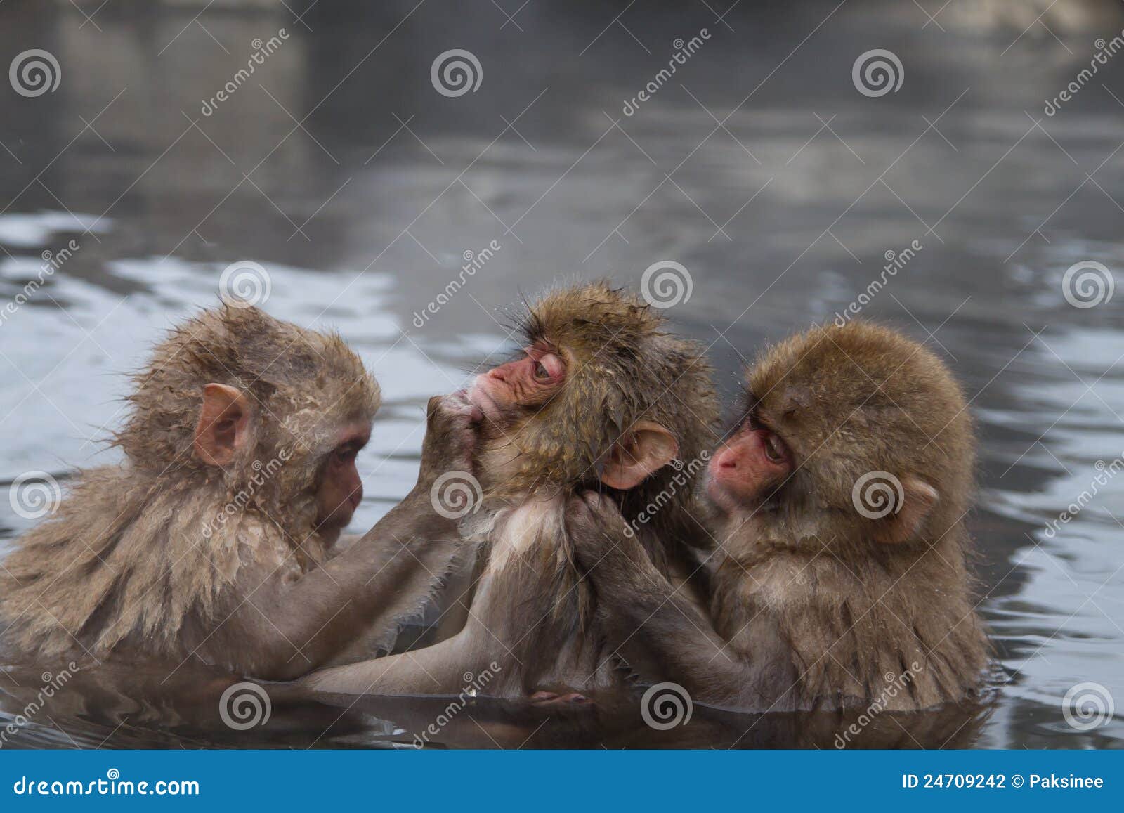 Monkeys on chains. stock photo. Image of onsen, resort - 24709242