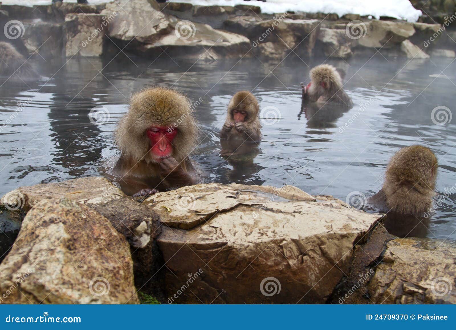 Monkeys on chains. stock photo. Image of sightseeing - 24709370