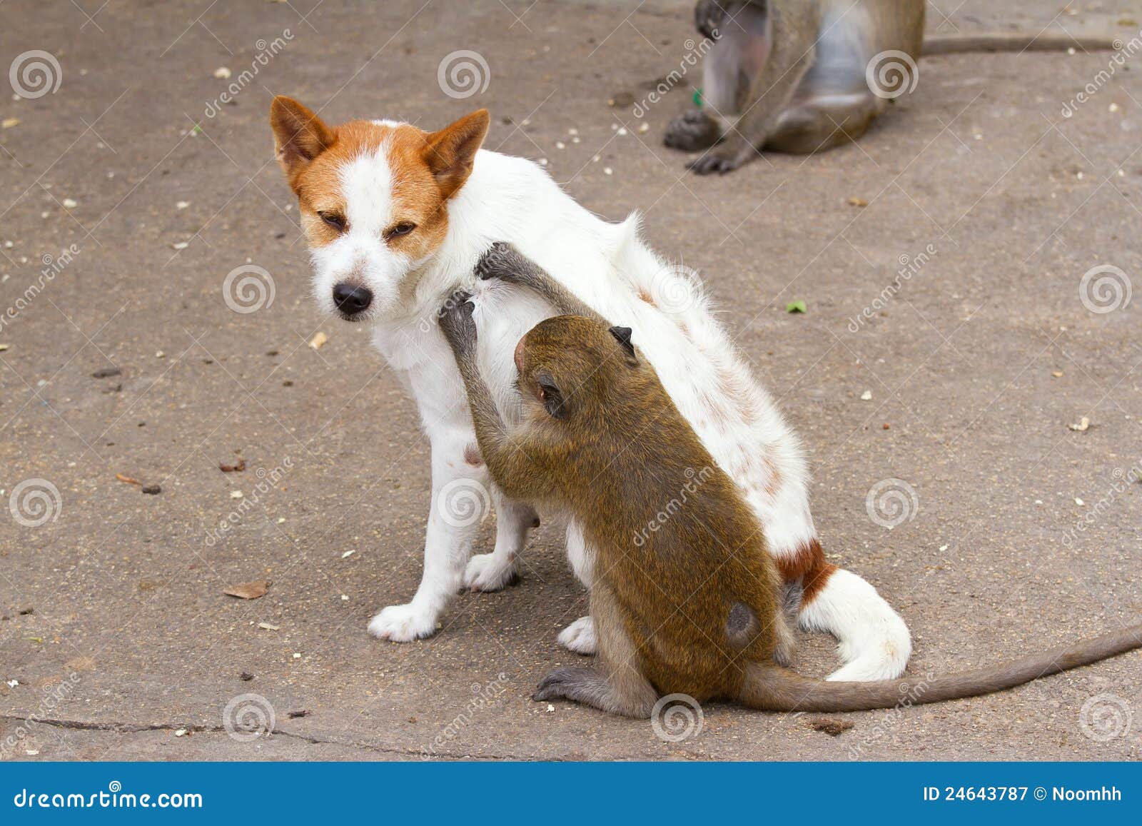 Monkeys Checking for Fleas and Ticks Stock Image - Image of macaca ...
