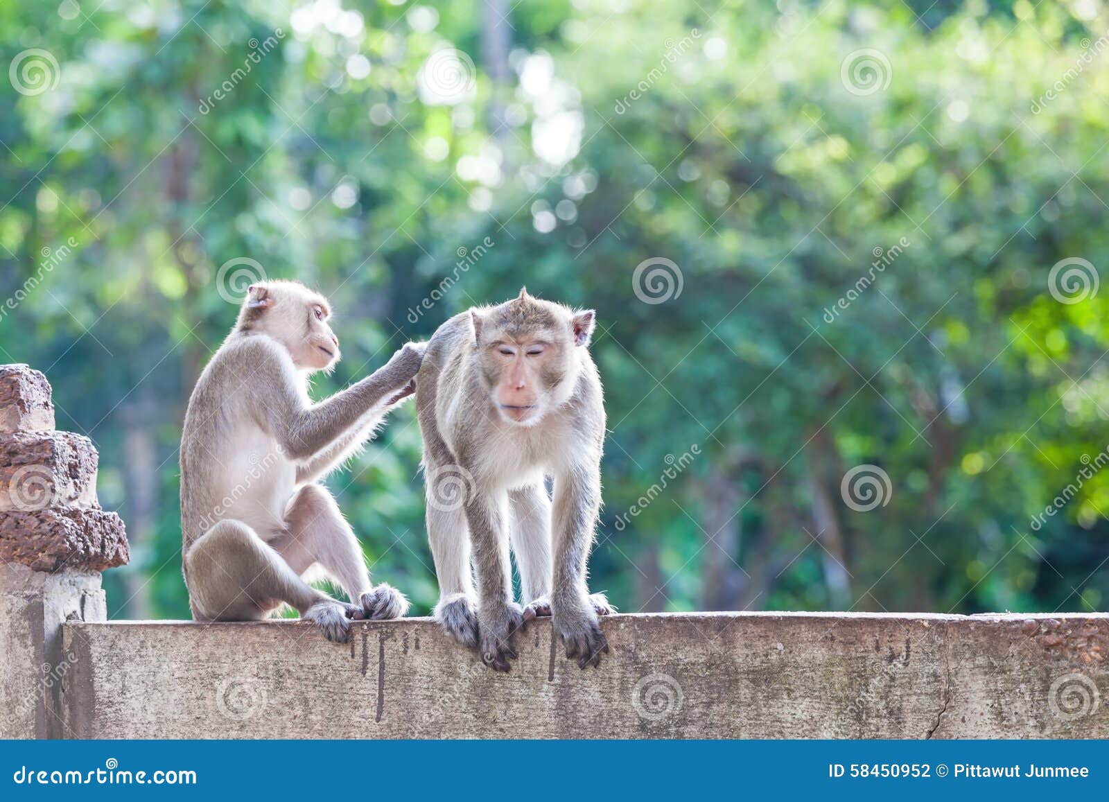 Monkeys Checking for Fleas and Ticks on Concrete Fence in the Park ...