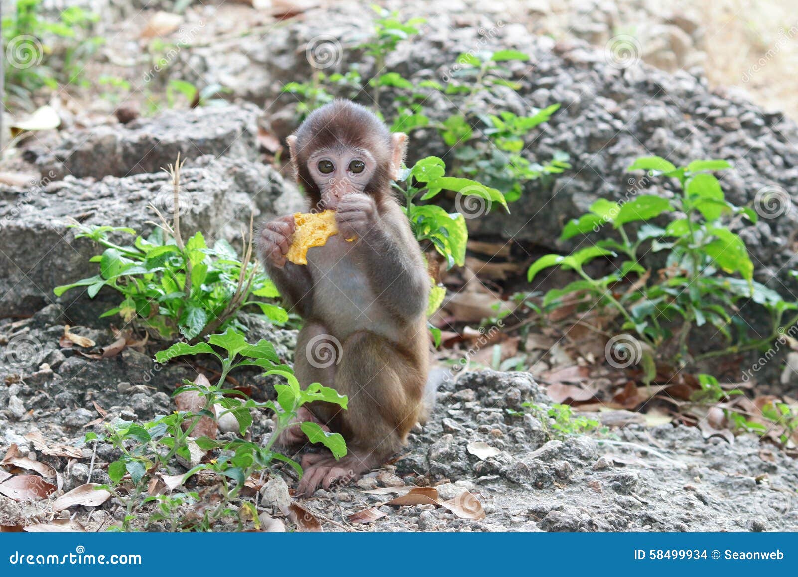 Monkeys Checking for Fleas and Ticks in the Family. Stock Photo - Image ...