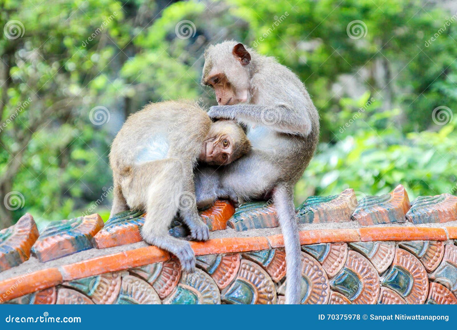 Monkeys Checking For Fleas And Ticks On Concrete Fence In The Pa Stock ...