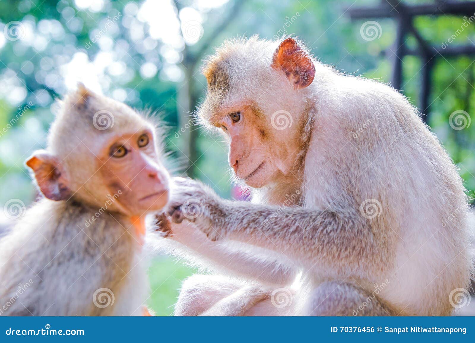 Monkeys checking for fleas stock photo. Image of asia - 70376456
